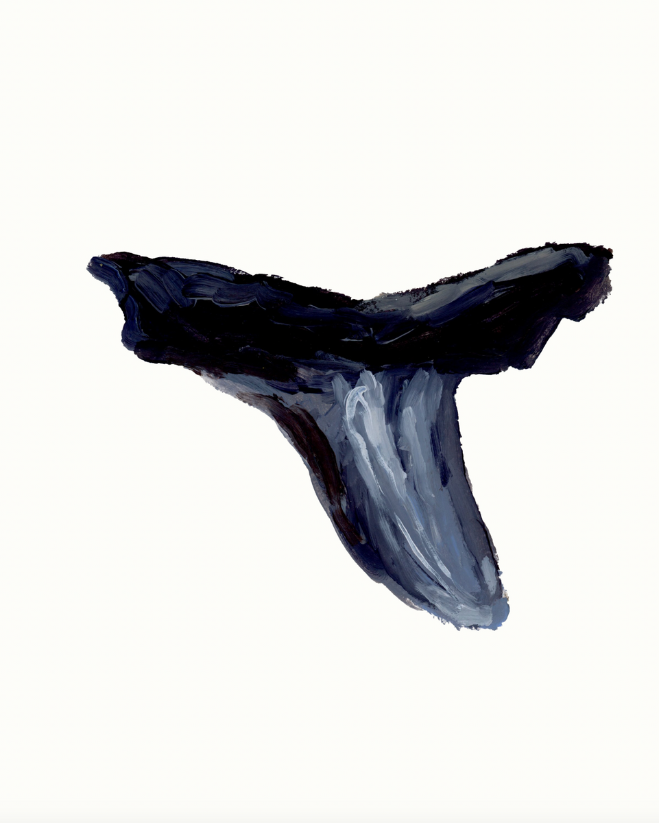 Shark Tooth 5 PRINT – Jordan Connelly Studio
